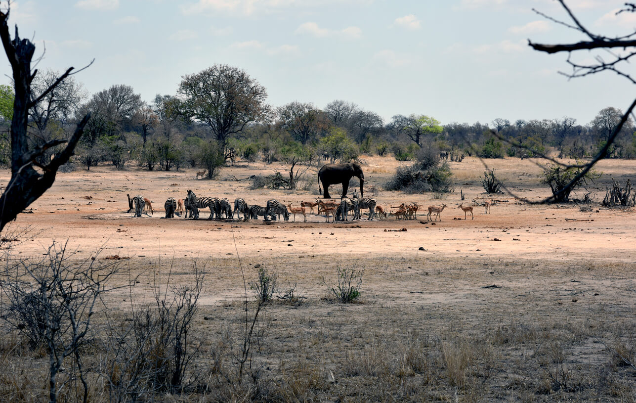 The Impact of Wildlife Conservation Tourism on Biodiversity ...